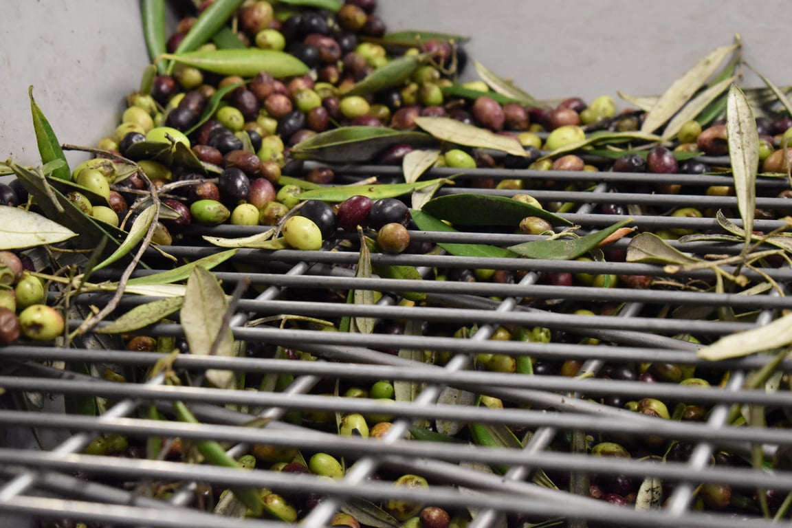 Tasmanian Olive Groves - Farm in Moonah, TAS | FarmFinder