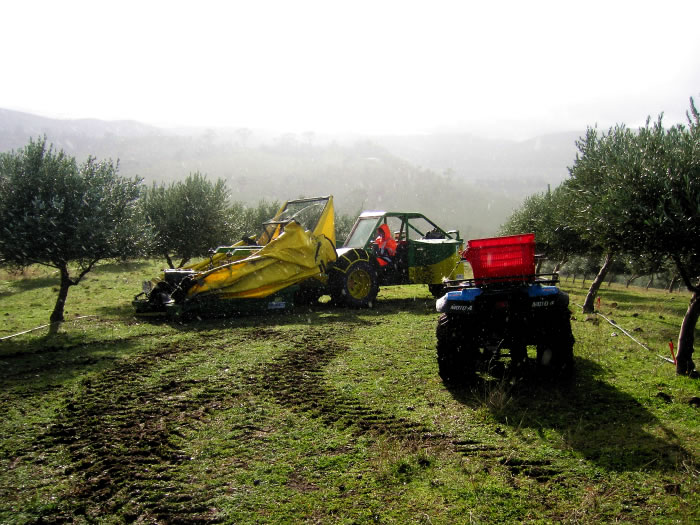 Tasmanian Olive Groves - Farm in Moonah, TAS | FarmFinder