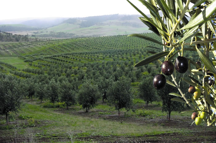 Tasmanian Olive Groves - Farm in Moonah, TAS | FarmFinder