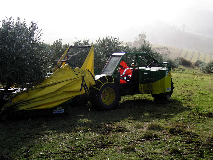 Tasmanian Olive Groves - Farm in Moonah, TAS | FarmFinder